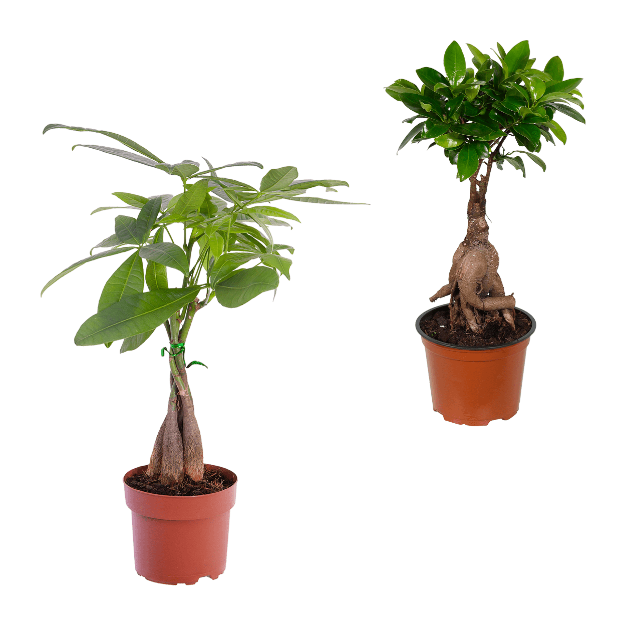 GARDENLINE Ficus Ginseng / Pachira günstig bei ALDI Nord